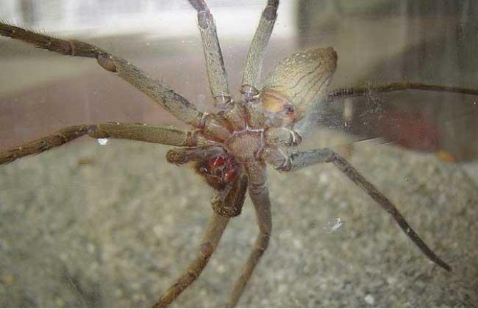 白额高脚蛛的人文历史知识，你知道了解多少_百科TA说