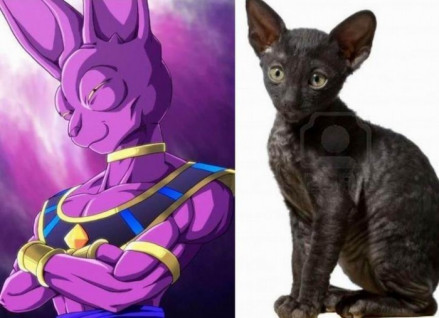 比鲁斯（日本漫画《龙珠》系列中的角色）_百度百科