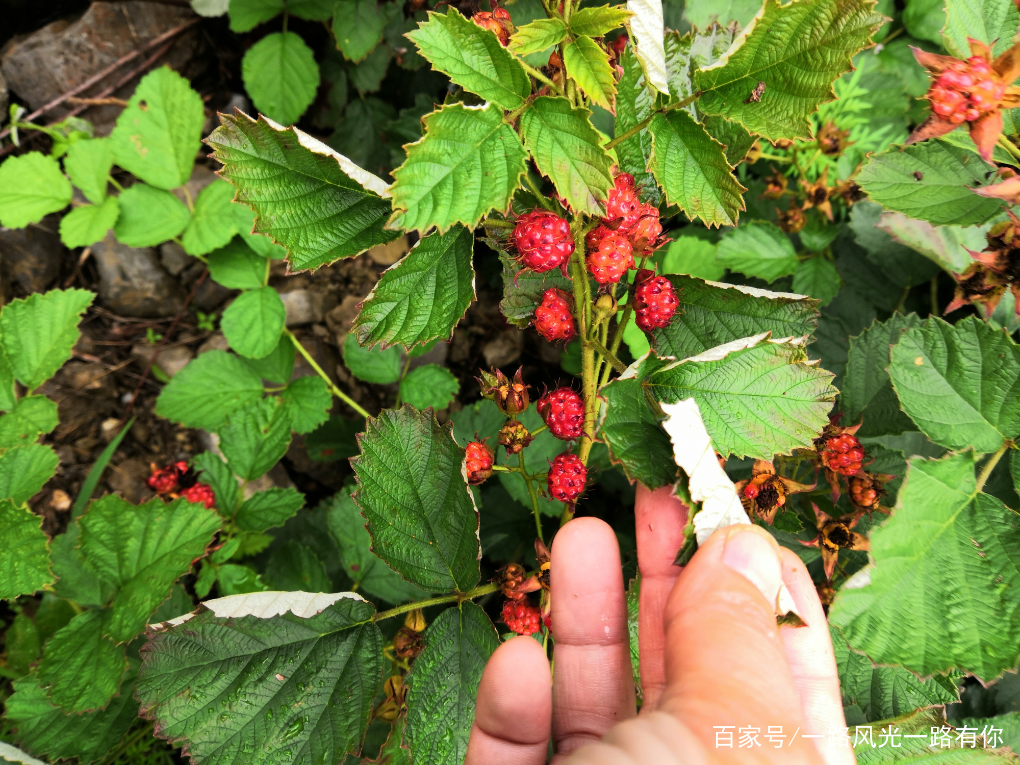 怀念那酸甜可口的山间野果_百科TA说