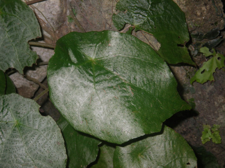 Begonia phuthoensis_百度百科