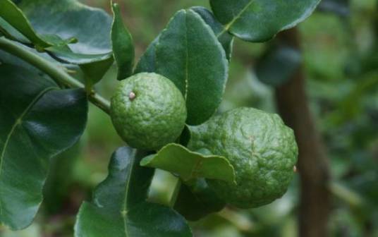 箭叶橙_百度百科