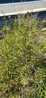 Lepidium africanum_百度百科