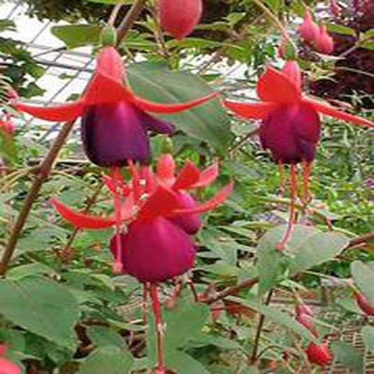 Fuchsia (group)_百度百科 Fuchsia (group)_百度百科