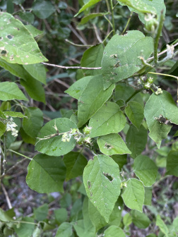 Croton humilis_百度百科