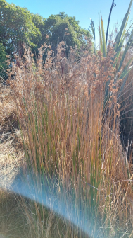 Juncus sarophorus_百度百科