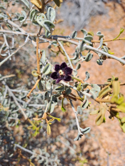Anthotroche walcottii_百度百科