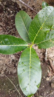 Ficus crocata_百度百科