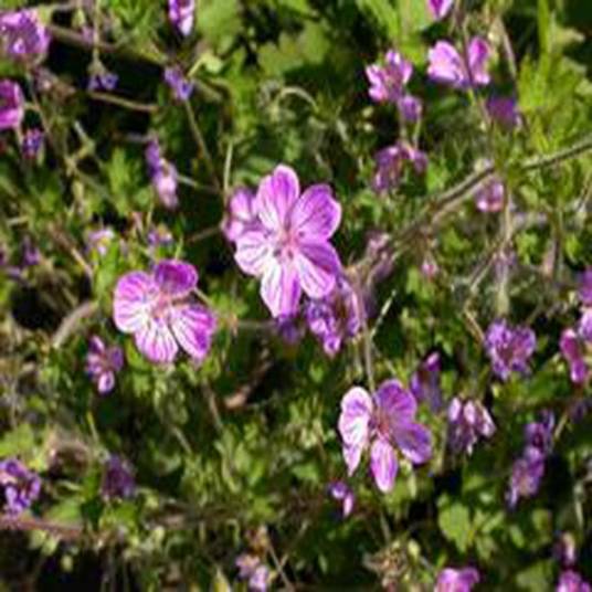 Geranium albanum 'Pink and Stripes'_百度百科