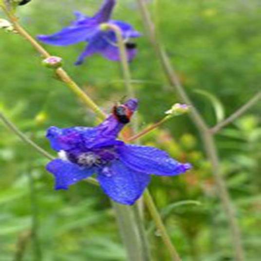 Delphinium treleasei_百度百科