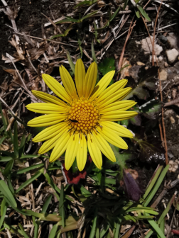 Arctotheca prostrata_百度百科