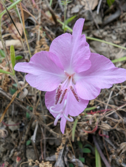 Clarkia breweri_百度百科