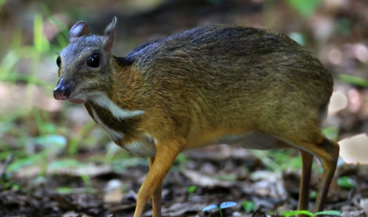 小鼷鹿：是鼠是鹿还是兔？_百科TA说