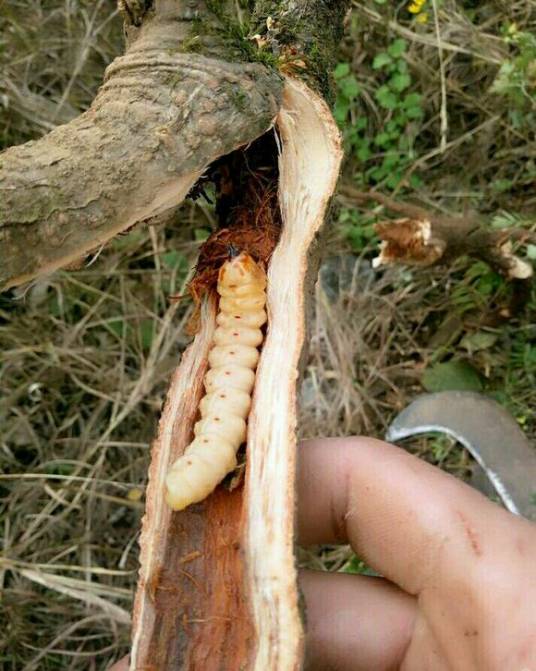 斗米虫_百度百科