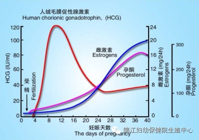 hCG：最熟悉的陌生人_百科TA说