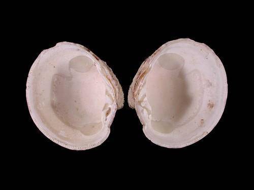 维那斯帘蛤_百度百科