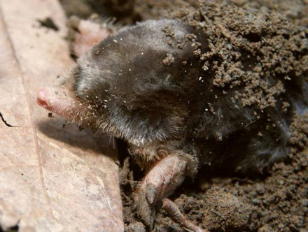 缺齿鼹_百度百科