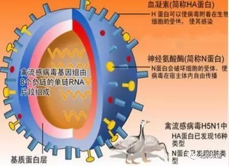 H9N2型禽流感_百度百科