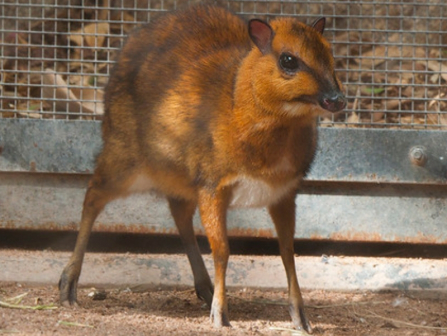 鼷鹿科_百度百科