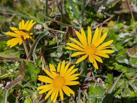 Arctotheca prostrata_百度百科