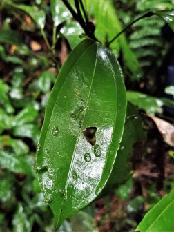 Abuta grandifolia_百度百科