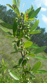 Nyssa ursina_百度百科