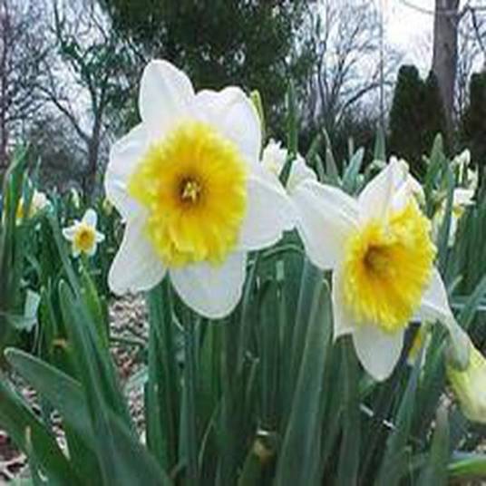 Narcissus 'Slim Whitman'_百度百科