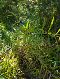 Lycopus australis_百度百科