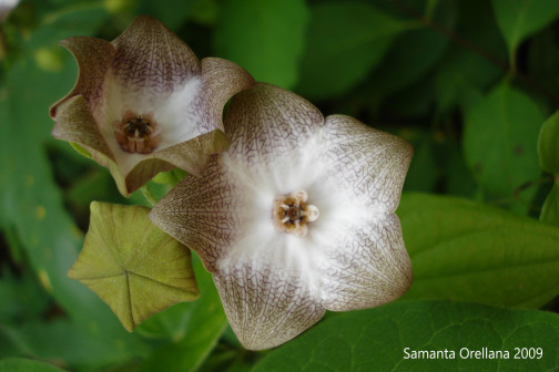Polystemma guatemalense_百度百科