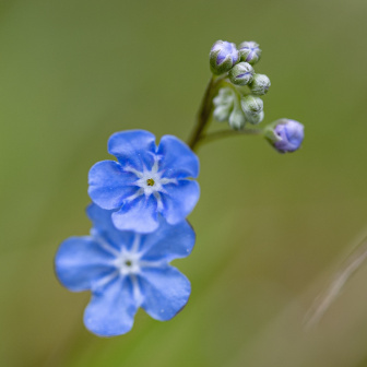 Omphalodes nitida_百度百科