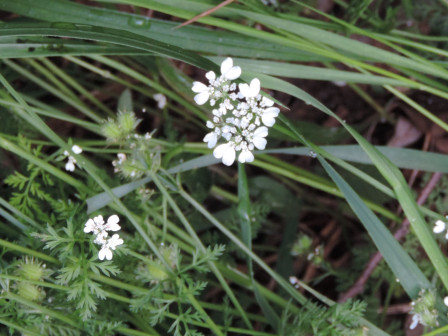 Orlaya daucoides_百度百科