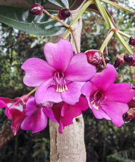 Meriania nobilis_百度百科