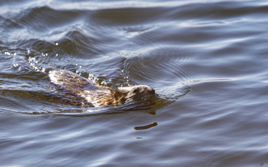 小泡灰鼠_百度百科