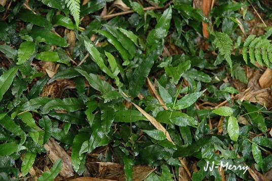 三叶新月蕨_百度百科