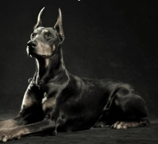 杜宾犬：被强制剪耳朵的背后深意_百科TA说