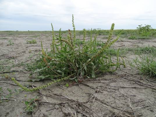 Rumex palustris_百度百科