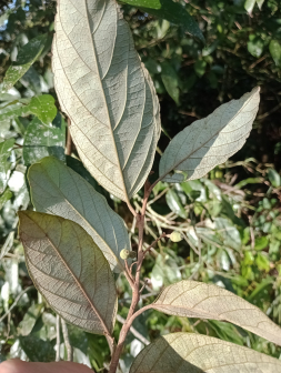 Styrax pohlii_百度百科