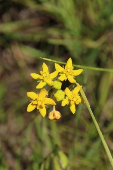 Aspidonepsis diploglossa_百度百科