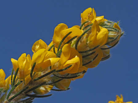 Cyclopia alopecuroides_百度百科