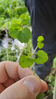 Chrysosplenium americanum_百度百科
