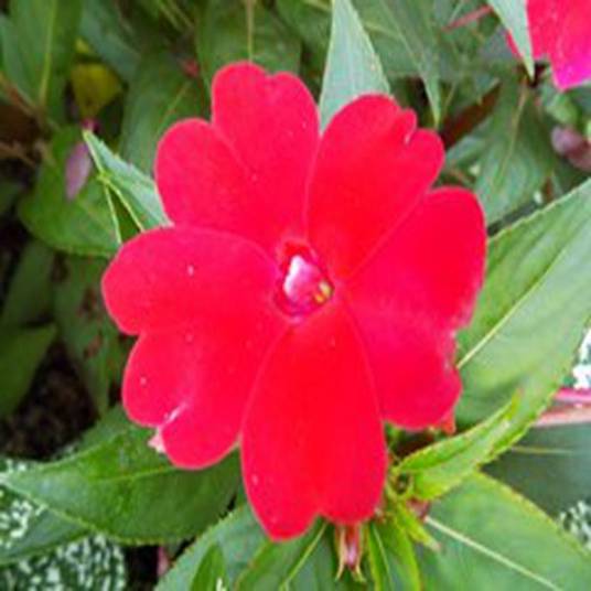 Impatiens SUNPATIENS COMPACT FIRE RED_百度百科
