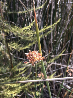 Juncus textilis_百度百科