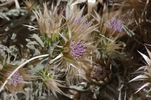 Dicoma capensis_百度百科