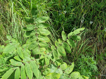 Lannea discolor_百度百科