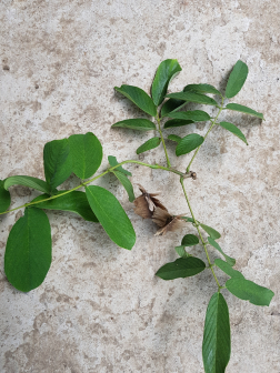 Piscidia carthagenensis_百度百科