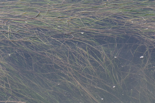 Zostera capensis_百度百科