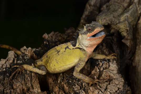 红唇棘蜥_百度百科