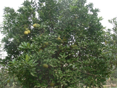 柚子树_百度百科