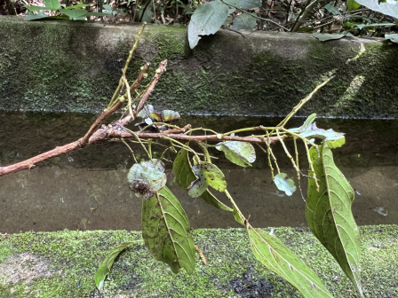 Terminalia acuminata_百度百科