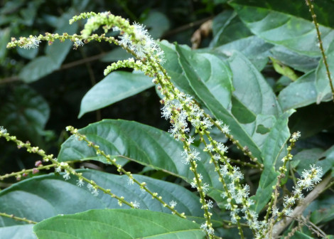 Mareya micrantha_百度百科