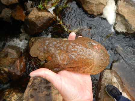 Pectinatella magnifica_百度百科